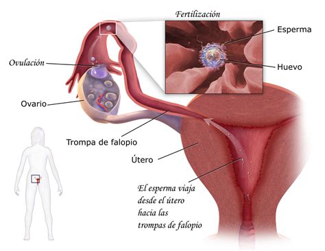 Qué Es La Ovulación