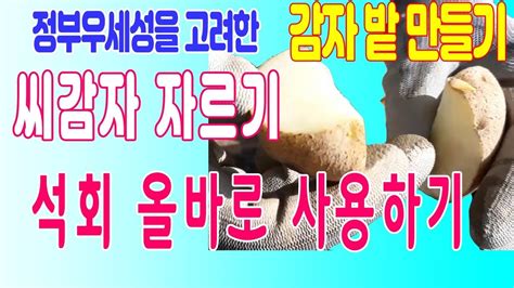 씨감자자르기 감자밭만들기 석회비료사용법 씨감자싹틔우기 감자심는시기 Youtube