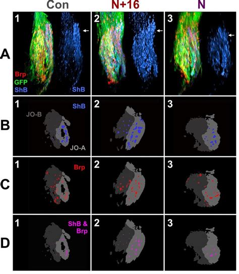Shakb And Az Colocalization In These Preparations Jo15 Gal4 Was Used Download Scientific