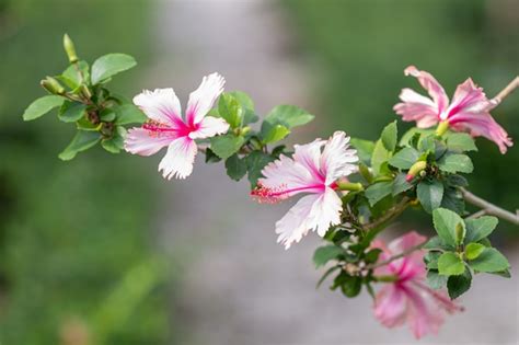 Premium Photo Selective Focus Pink Hibiscus Flower Bloom In The Garden