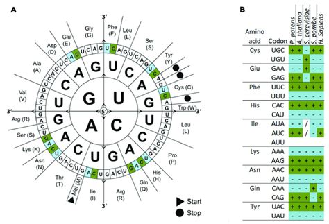 Gene Mutations Types Characteristics Examples Summary
