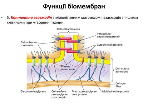 Будова клітинної мембрани Хімічний склад Транспортні властивості