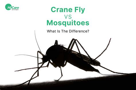 Best Differences Between Crane Fly And Mosquitoes Hicare