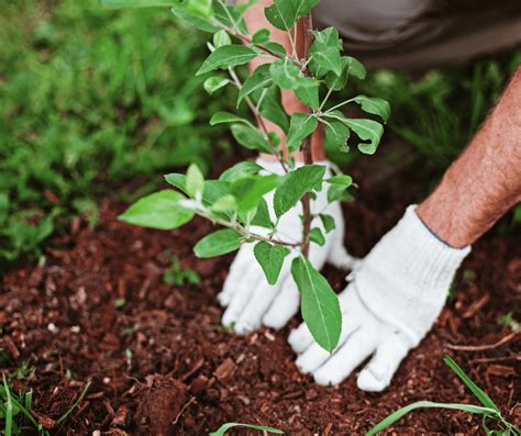 Are There Any Pfas Free Fertilizers For Your Home Garden The Filtery