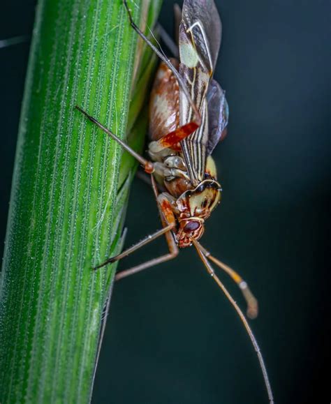 11 Spiritual Meanings Of Grasshopper In Your Path For You