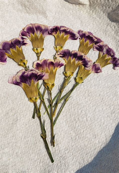 Multiple Color Pressed Mini Carnations For Crafts Dried Etsy