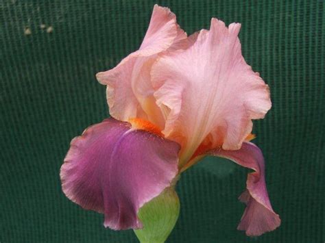 Carnaby Iris Of Sissinghurst