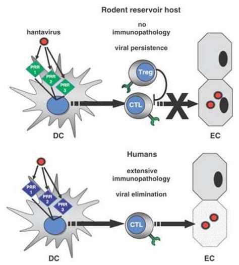 Hantaviruses Pmc