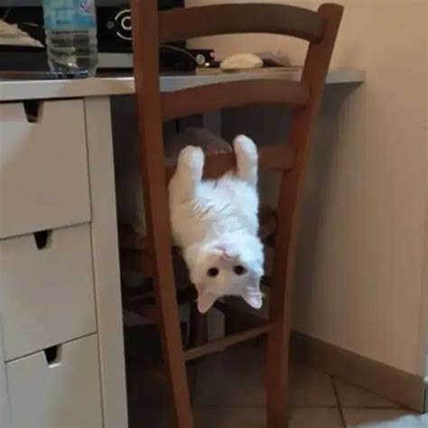 Kitto 인포크링크