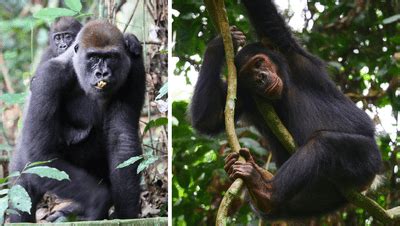 First Evidence Chimpanzees And Gorillas Form Lasting Relationships In