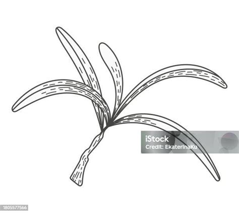 고립 된 바다 갈매 나무속 스케치 나뭇 잎 자연 식물 벡터 평면 그림입니다 0명에 대한 스톡 벡터 아트 및 기타 이미지 0명