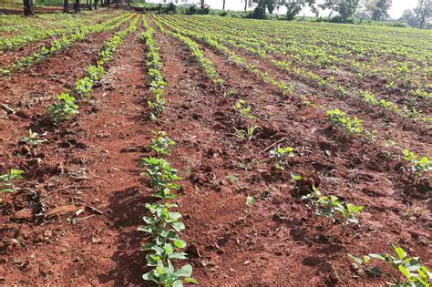 လားရှိုးမြို့နယ်အတွင်းတွင် မိုးရာသီစိုက်ပျိုးရေးကာလအတွင်း မိုးစပါးဧက