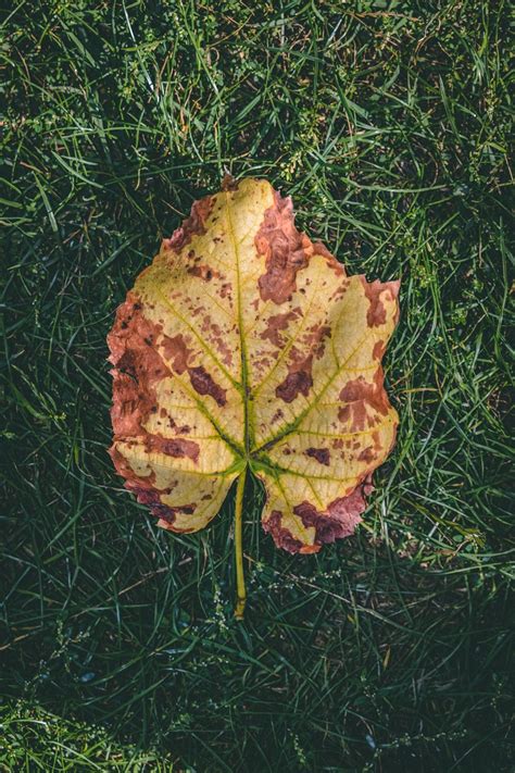 Daun Daun Daun Rumput Foto Gratis Di Pixabay Pixabay