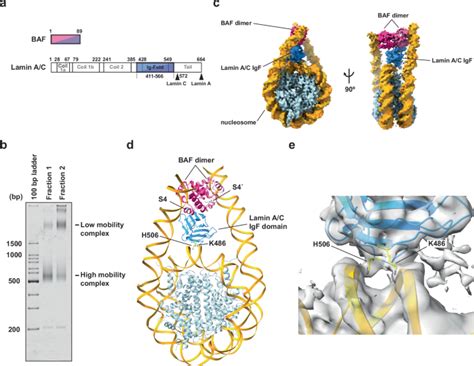 Cryo Em Structures Of The Baf Lamin A C Complex Bound To Nucleosomes … Creative Biostructure