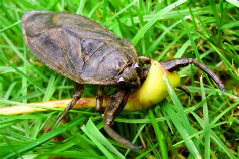8 Effective Methods How To Get Rid Of Waterbugs