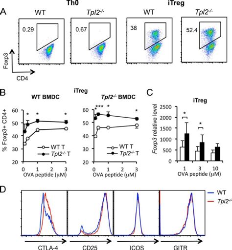 Tumor Progression Locus 2 Tpl2 Activates The Mammalian Target Of
