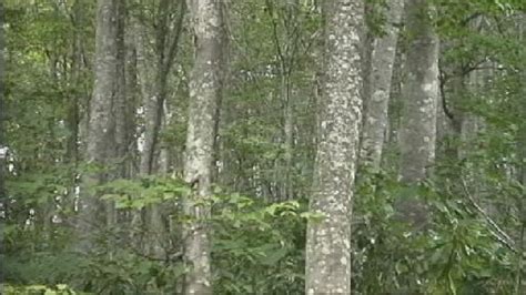 富山流域のブナ林長棟国有林