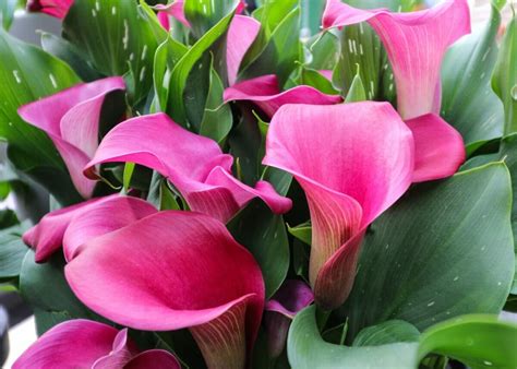 Ultimate Guide To Calla Lily Flower Meaning And Symbolism Petal Republic