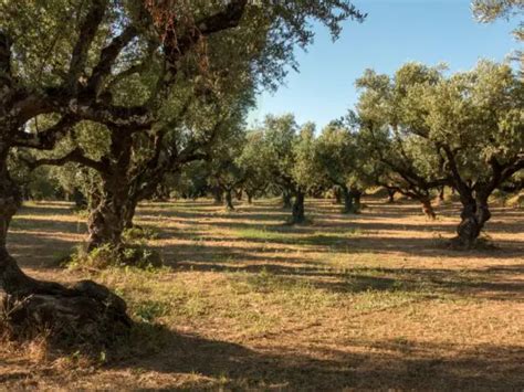 How Often To Water Olive Trees In Pots Essential Care Guide