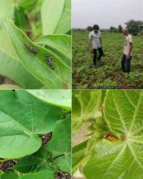 Shubham Patle On Linkedin Beneficialinsects Naturalpestcontrol Ecofriendlyfarming