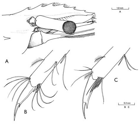Periclimenes Longicarpus Nov Spec A Orbital Region Β Dactylus Of