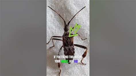 Assassin Bug Stealth And Deadly Youtube Assassin Bug Stealth And Deadly Youtube
