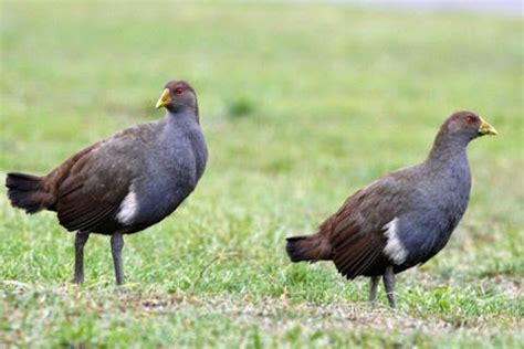 Burung Yang Tidak Bisa Terbang