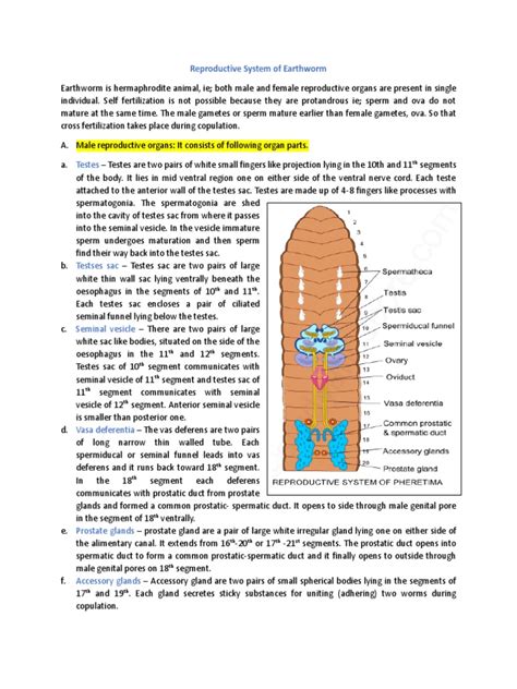 5reproductive System Of Earthworm Presentation Pdf Reproductive System Testicle
