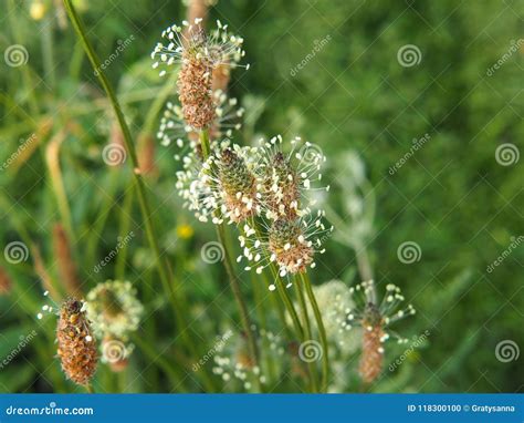 Plantago Lanceolata Ribwort Plantain Narrowleaf Plantain English Plantain Ribleaf Lamb S