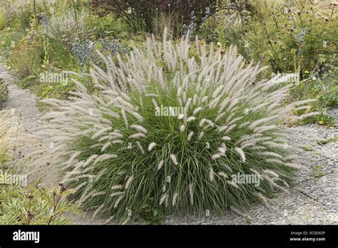 Oriental Lamp Grass Pennisetum Orientale Weihenstephan Gardens
