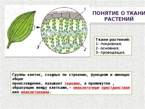 Органы растения, состав и структура клетки, ткани