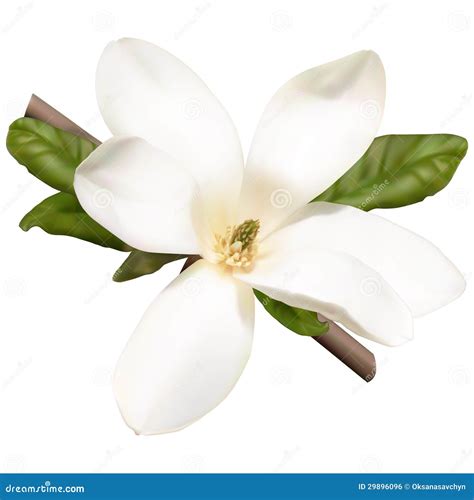 Fleur De Magnolia Illustration De Vecteur Illustration Du Jardin