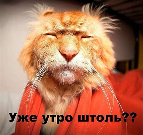 Смешные открытки