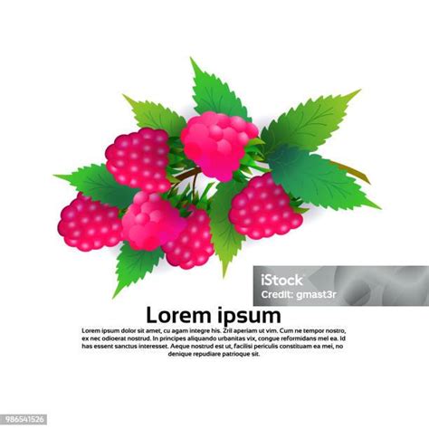 흰색 배경 건강 한 라이프 스타일 또는 다이어트 개념 신선한 과일에 대 한 로고에 산딸기 열매 공간 복사 0명에 대한 스톡 벡터 아트 및 기타 이미지 Istock