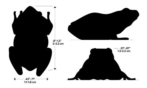 Spring Peeper Pseudacris Crucifer Dimensions And Drawings