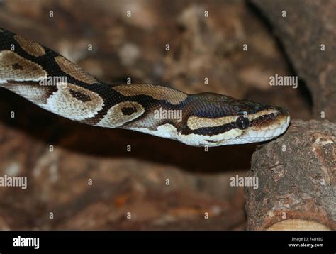 African Non Venomous Royal Python Or Ball Python Python Regius Stock