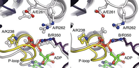 Structure And Dynamics Of Rotary V1 Motor SpringerLink