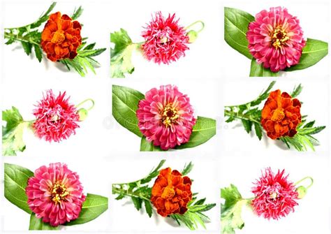 Sobre Un Fondo Blanco Color De Flores Rosadas Foto De Archivo Imagen