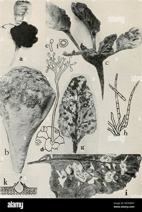 Fig 20 Beet Diseases A Crown Gall B Scab C Downy Mildew D