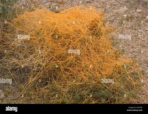 Desert Dodder Parasitising White Bur Sage Or Burro Bush Ambrosia Dumosa