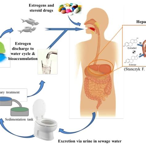Schematic Representation Of The Cyclic Accumulation Of Estrogens And
