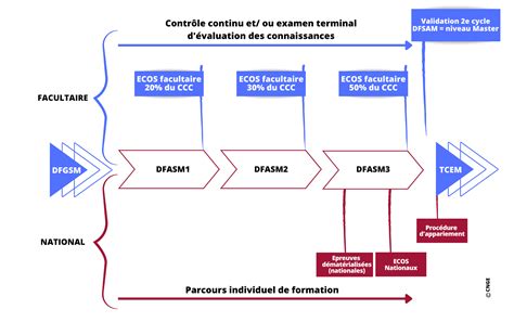 Le 2e cycle des études médicales CNGE