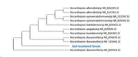 Phylogenetic Tree Constructed Using The Neighbor Joining Method Showing
