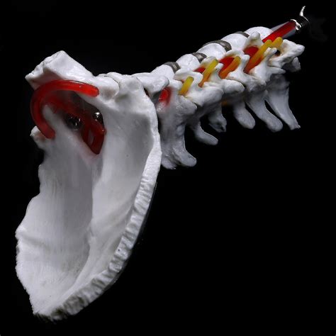 Cervical Vertebra Arteria Spine Spinal Nerves Anatomical Model Anatomy