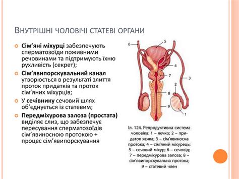 Презентація Репродуктивна система людини