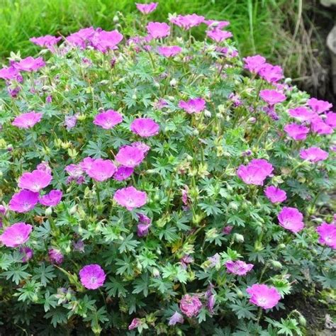 Buy Geranium Max Frei Online | Garden Goods Direct