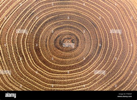 Cross Section Of The Tree Macro View Stock Photo Alamy
