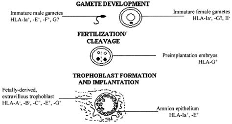Hla Expression Varies Throughout Pregnancy And Controversy Surrounds