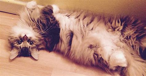 Rub My Belly Human Imgur