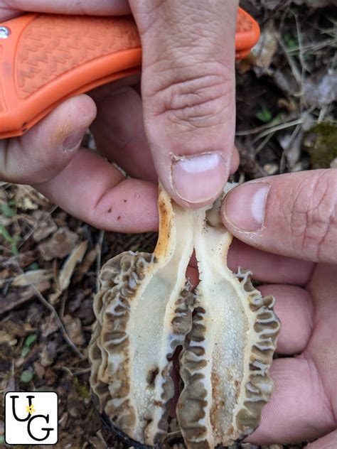 12 Tips For Foraging Morel Mushrooms Unruly Gardening
